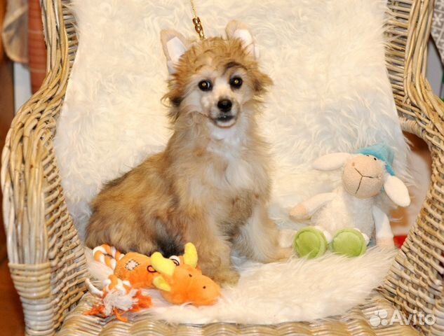 Китайской хохлатой рыжая пуховая девочка