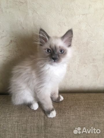 Котёнок перс-сибирский