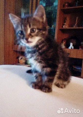 Самая милая кошечка