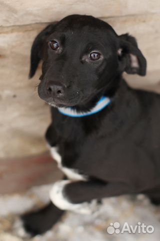 Пристраиваются щенки