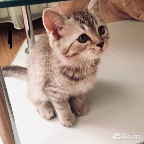 Красивый котенок (британец)