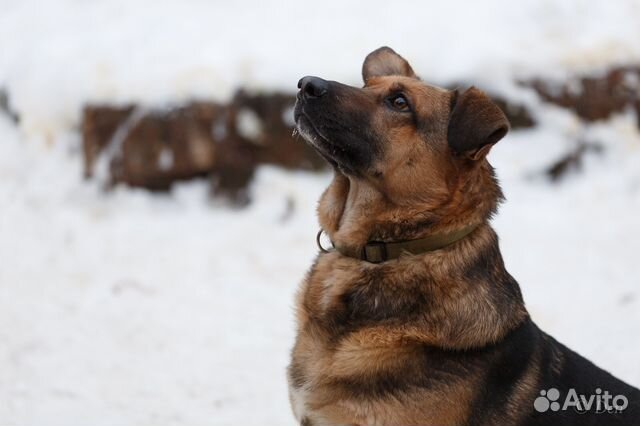Мухтар добряк и весельчак в поисках семьи