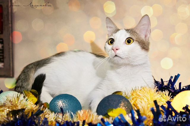 Котёнок-мальчик 8 месяцев,ласковый Ричард