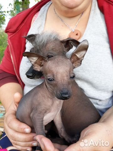 Жрец любви Чупакабра Чупачупс Чаплин