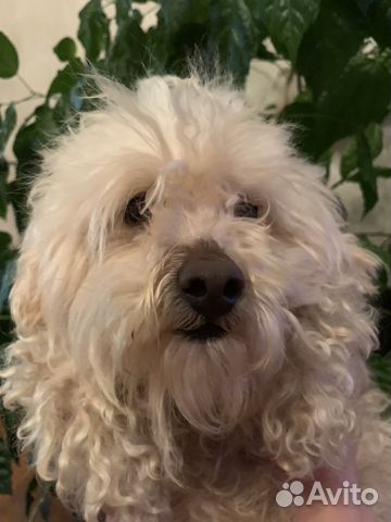 Итальянская болонка Болоньез (помесь)