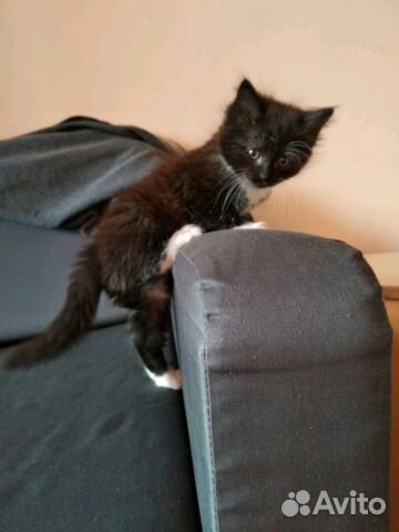 Котик 1,5 мес