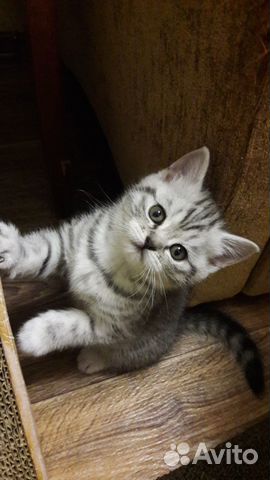 Шотландские котята