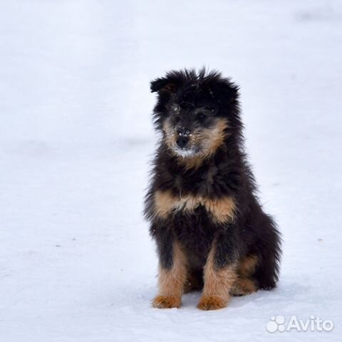 Щенок-подросток в добрые руки