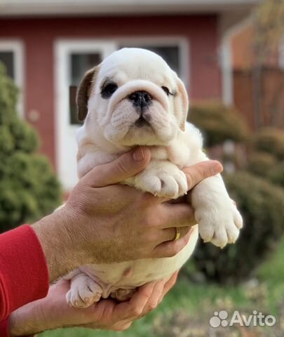 Английский бульдог