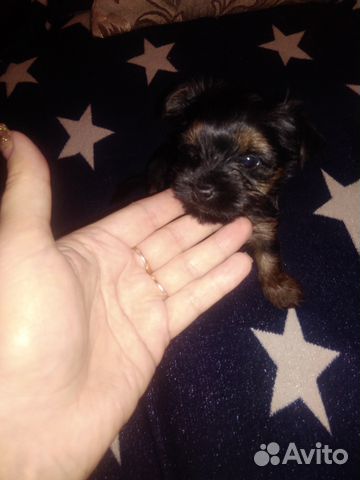 Продам очаровательный щенков йоркширский терьев