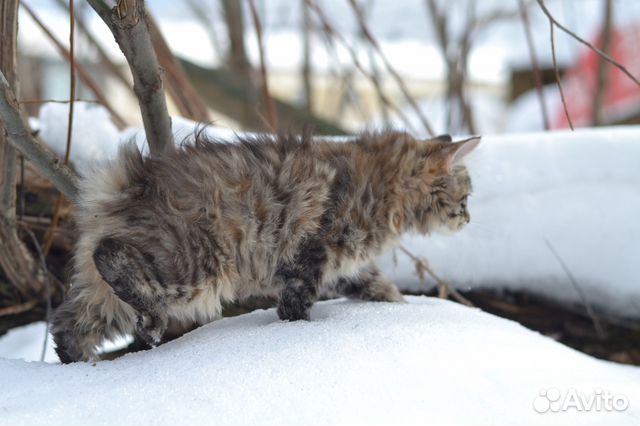 Котята Курильского бобтейла
