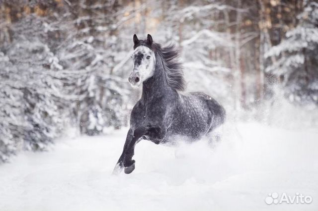 Орловский рысак 2012 г.р. возможна аренда