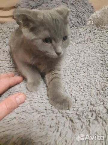 Шатланка веслоухая