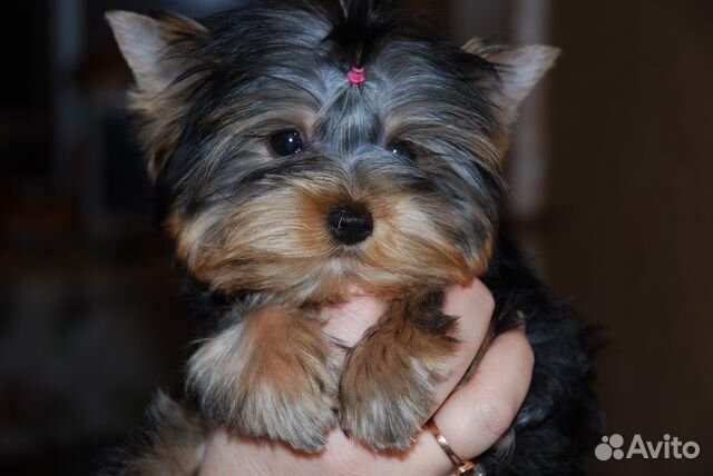 Йоркширский терьер щенки мини девочка -Розочка