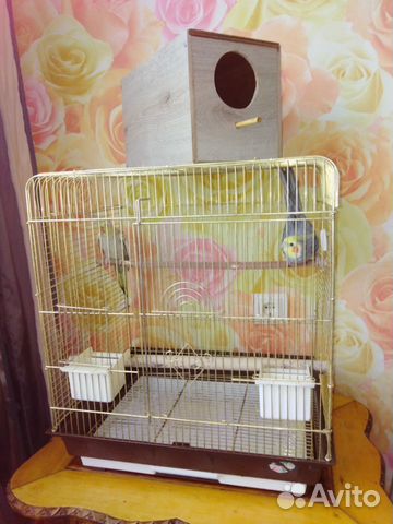 Продаю пару Корелл