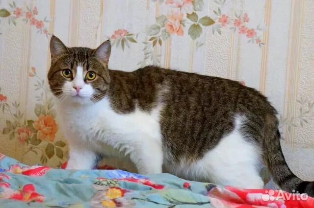 Котик Тим