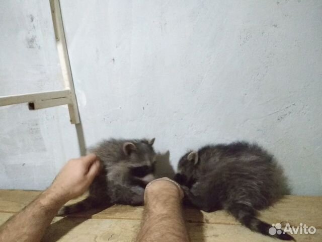 Енот. 5 месяцев. Домашний. Документы