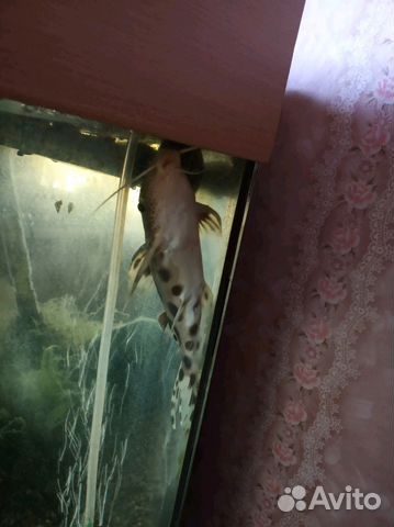 Синодонтис Кукушка