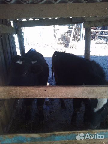 Телки и бычки