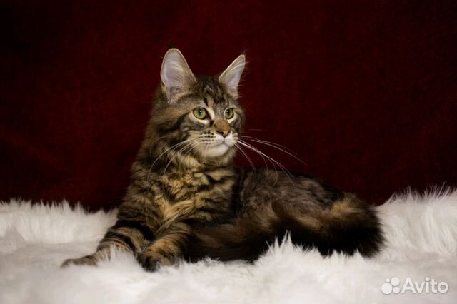 Шикарный шёлковый Мейн-кун