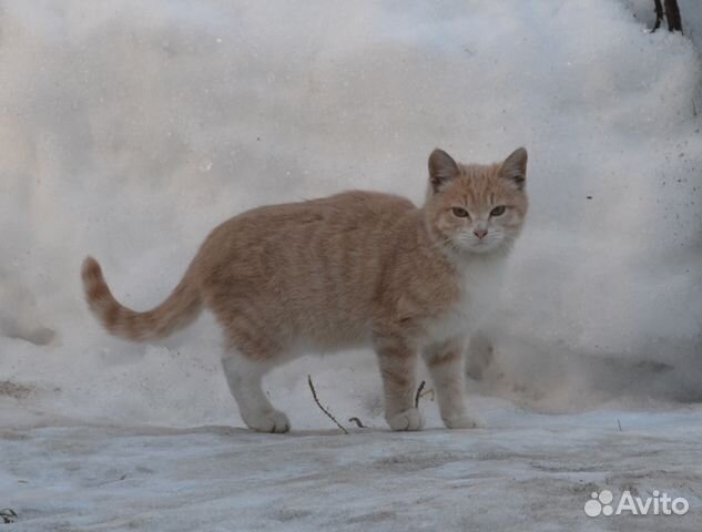 Котенок Абрикос в добрые руки