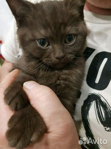 Шотландская шоколадная скоттишстрайт