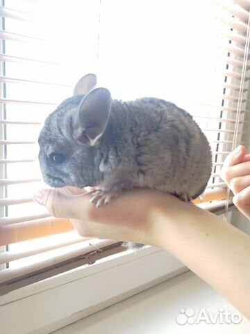 Шиншиллы 2 месяца