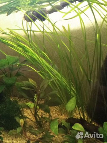 Валисснерия продам или обменяю