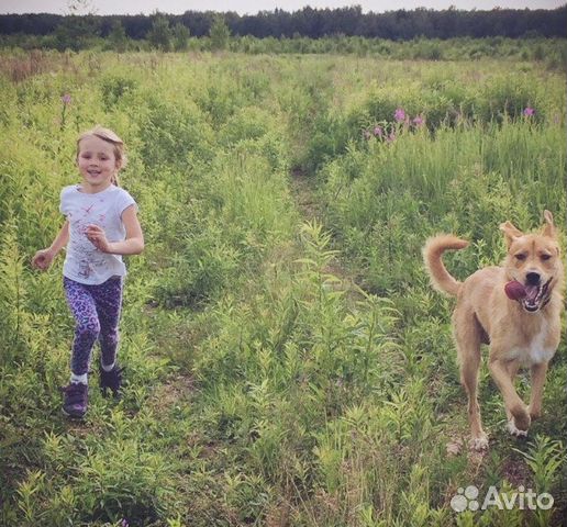 Позитивный рыжий пёс ищет новый дом