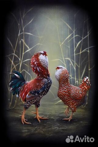 Куры породы "Орловская ситцевая" семьями 1+4; 1+5
