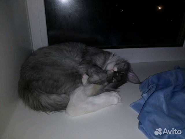 Котятки мейнкунятки