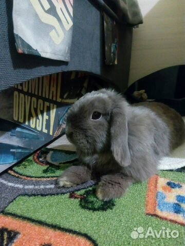 Карликовый баран