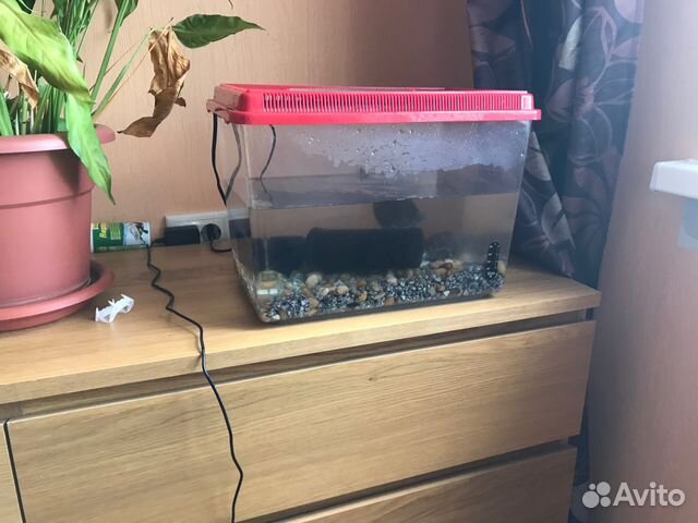 2 черепашки