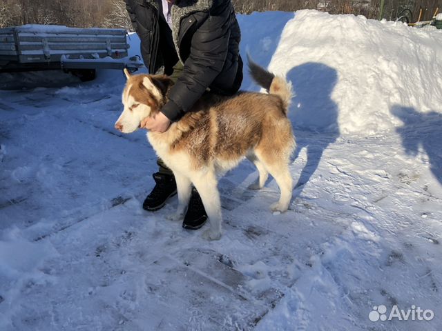 Найден кобель хаски, лен обл, деревня Капитолово