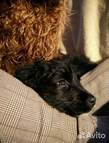 Отдам щенков смешанных с англ. спаниелем