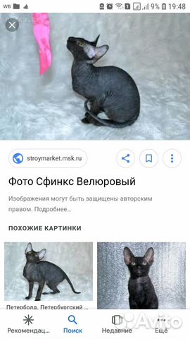 Сфинкс велюровый