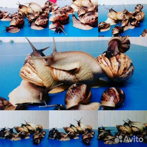 Улитки ахатины