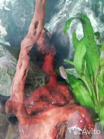 Попугайчик (пельверикахромис пульхера)