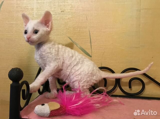 Снежный Восторг) Все хотят айфоны, а ты купи кота)