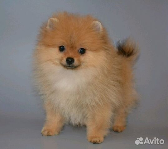 Мини шпицульки