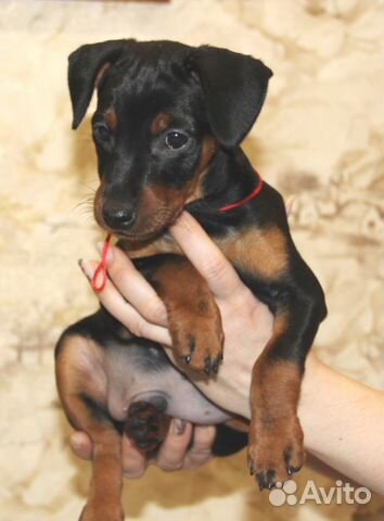 Доберман в миниатюре (Красноярск)