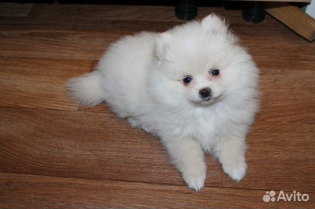 Красавицы шпица