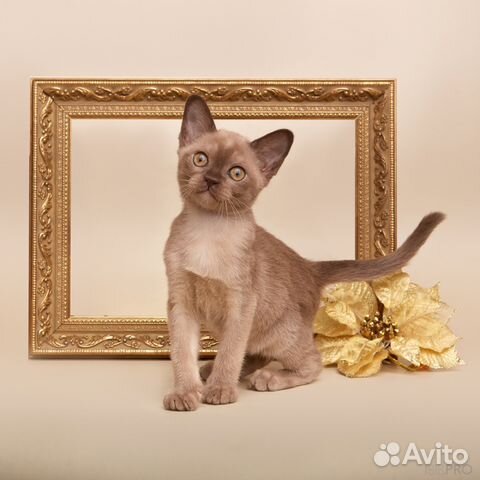 Европейская Бурма