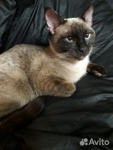 Тайчик косоглазик ищет дом