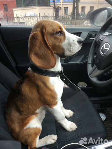 Малыш Бигль