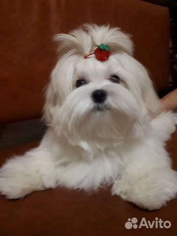 Подрощенная девочка мальтезе (мальтийская болонка)