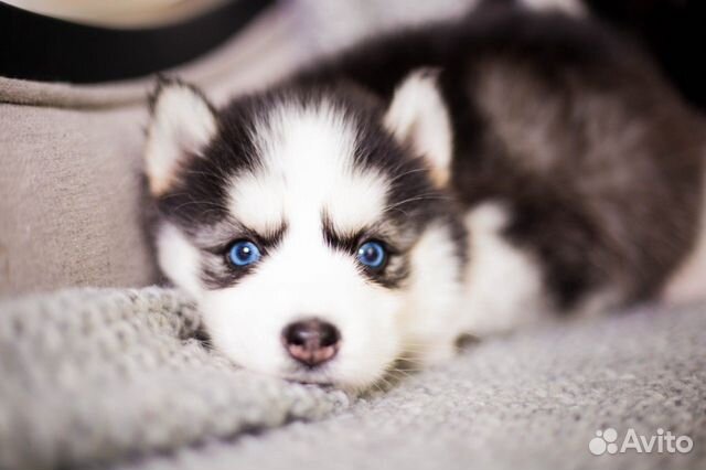 Девочка Черно-Белая Голубоглазая