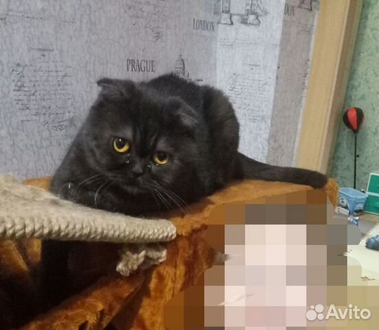 Отдам в дар Шотландскую вислоухую