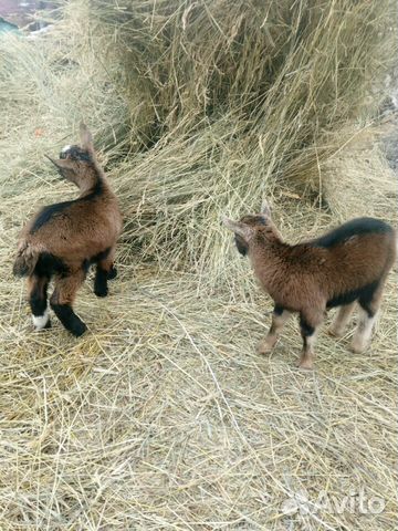 Продам коз,козлят