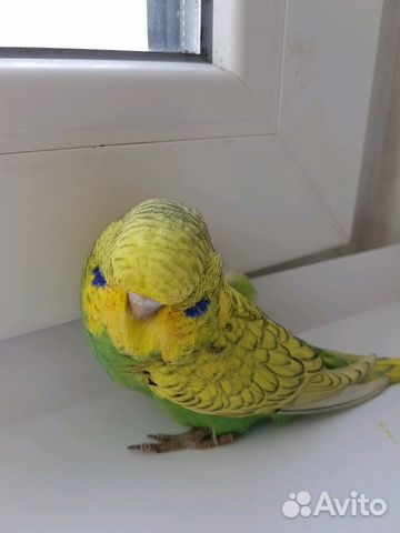 Самочка Чешка
